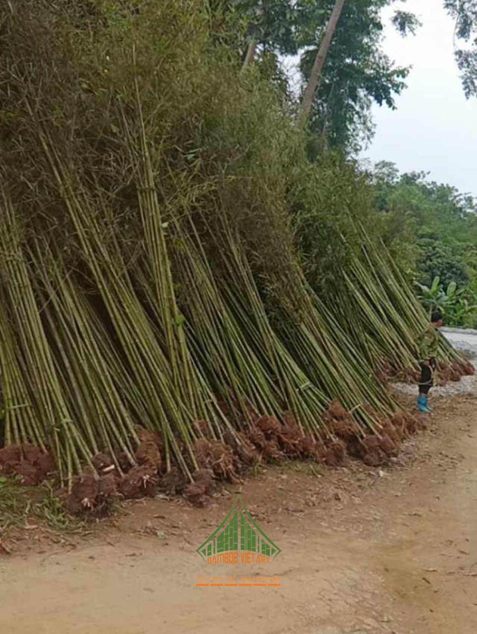 Cung cấp cây tre giống, cây trúc cảnh quan phục vụ dự án trồng xanh đô ...