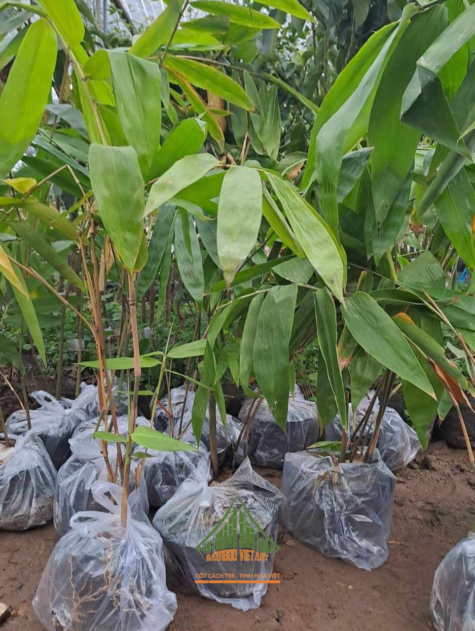 Cung cấp cây tre giống, cây trúc cảnh quan phục vụ dự án trồng xanh đô ...