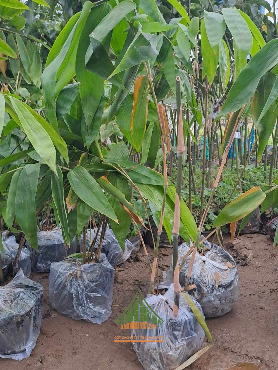 Cung cấp cây tre giống, cây trúc cảnh quan phục vụ dự án trồng xanh đô ...